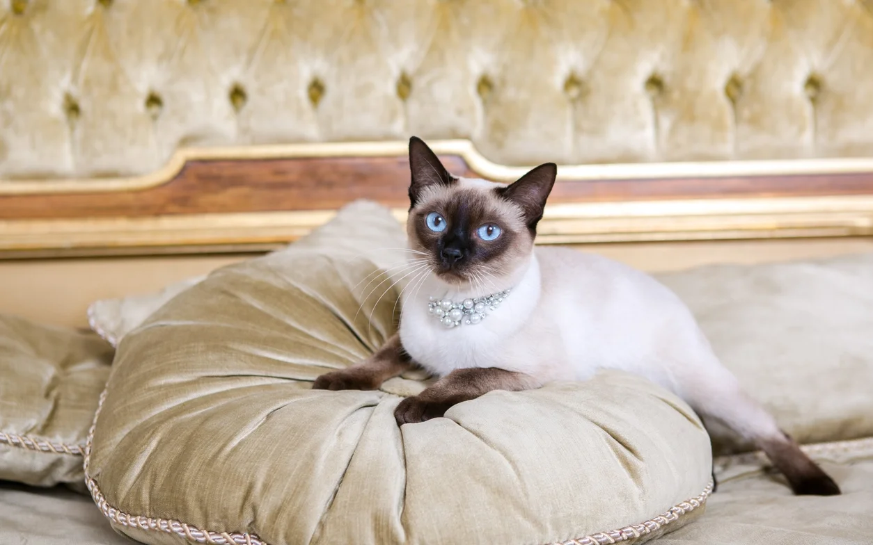 Topp 10: Norges Dyreste Katteraser